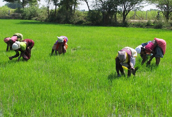 Dangote set to launch 25,000 hectares of rice outgrower scheme in ...