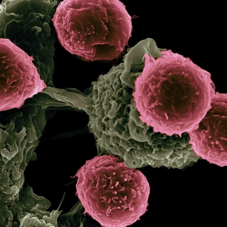 Australian scientists offer hope for rare blood cancer patients with ...